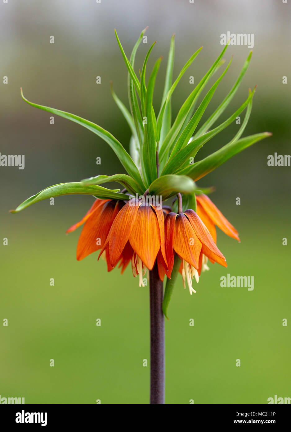 Kaiser crown hi-res stock photography and images - Alamy