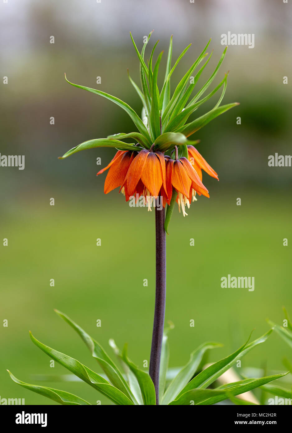 Kaiser crown hi-res stock photography and images - Alamy