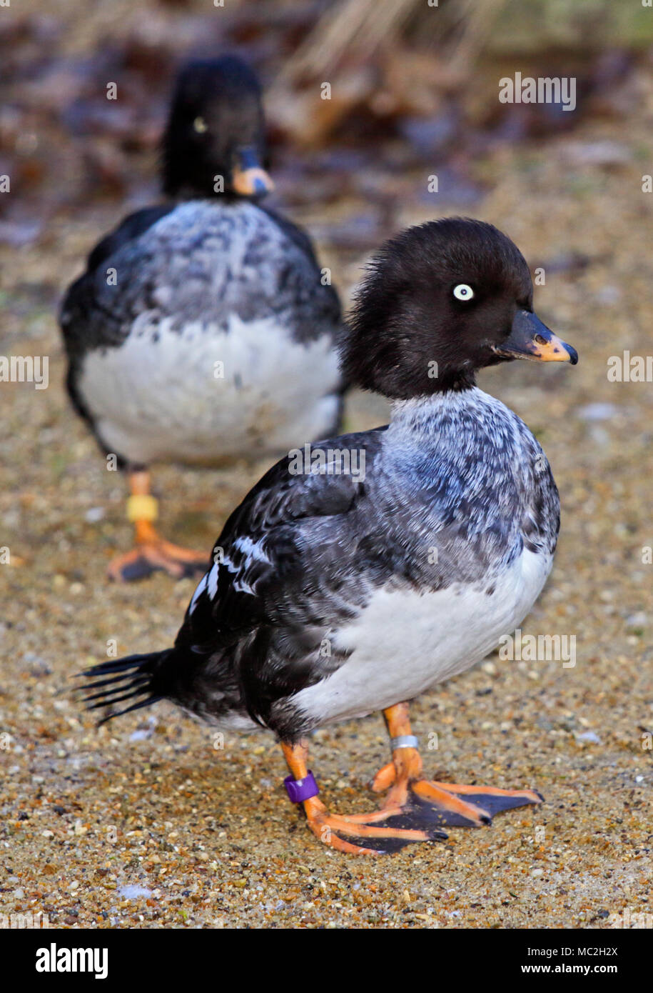 Barrow S Goldeneye Photos