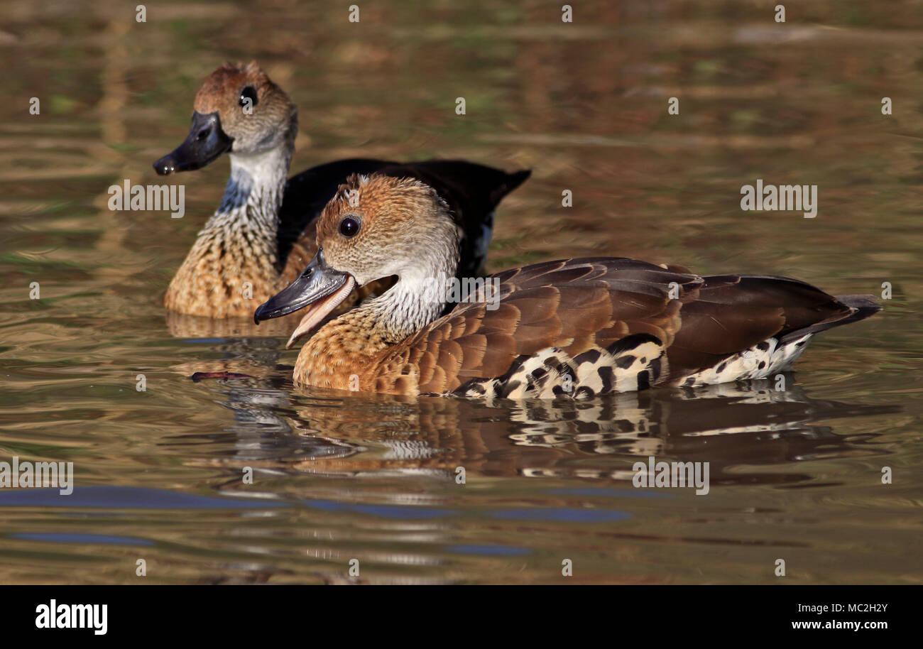 Cuban Whistling Ducks (dendrocygna arborea Stock Photo - Alamy