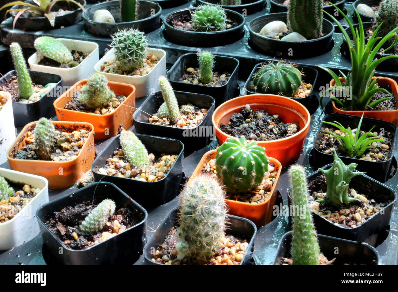 Little cute green cactus hi-res stock photography and images - Alamy