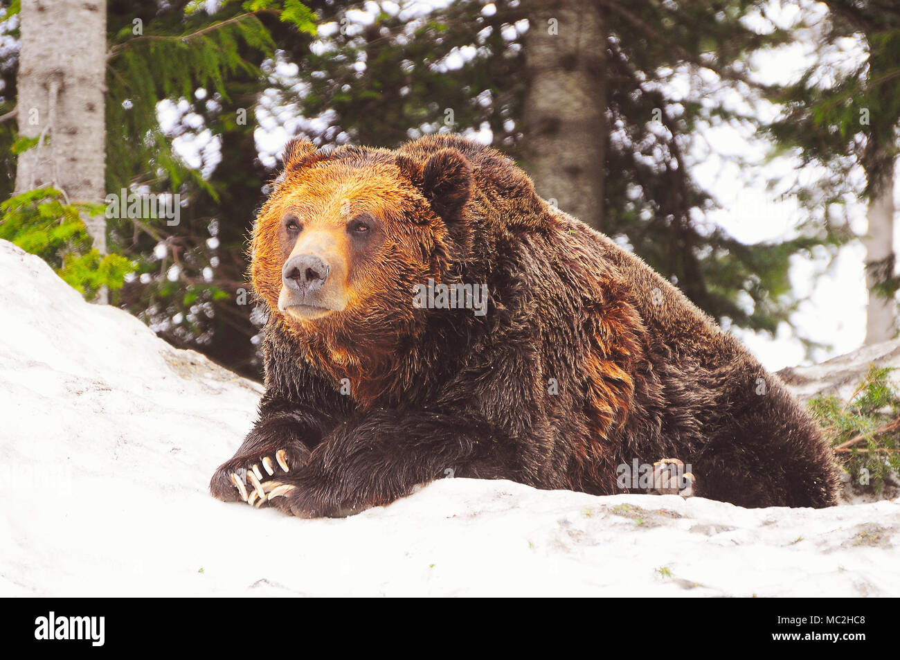 Bear spring waking hi-res stock photography and images - Alamy
