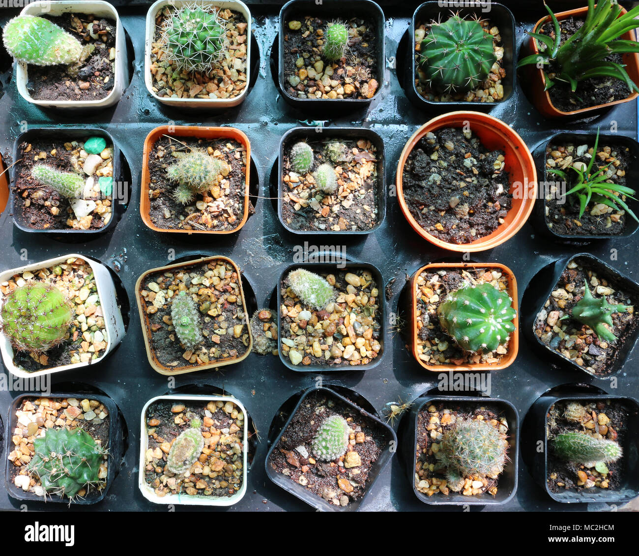 Many little cute cactus in the row Stock Photo - Alamy