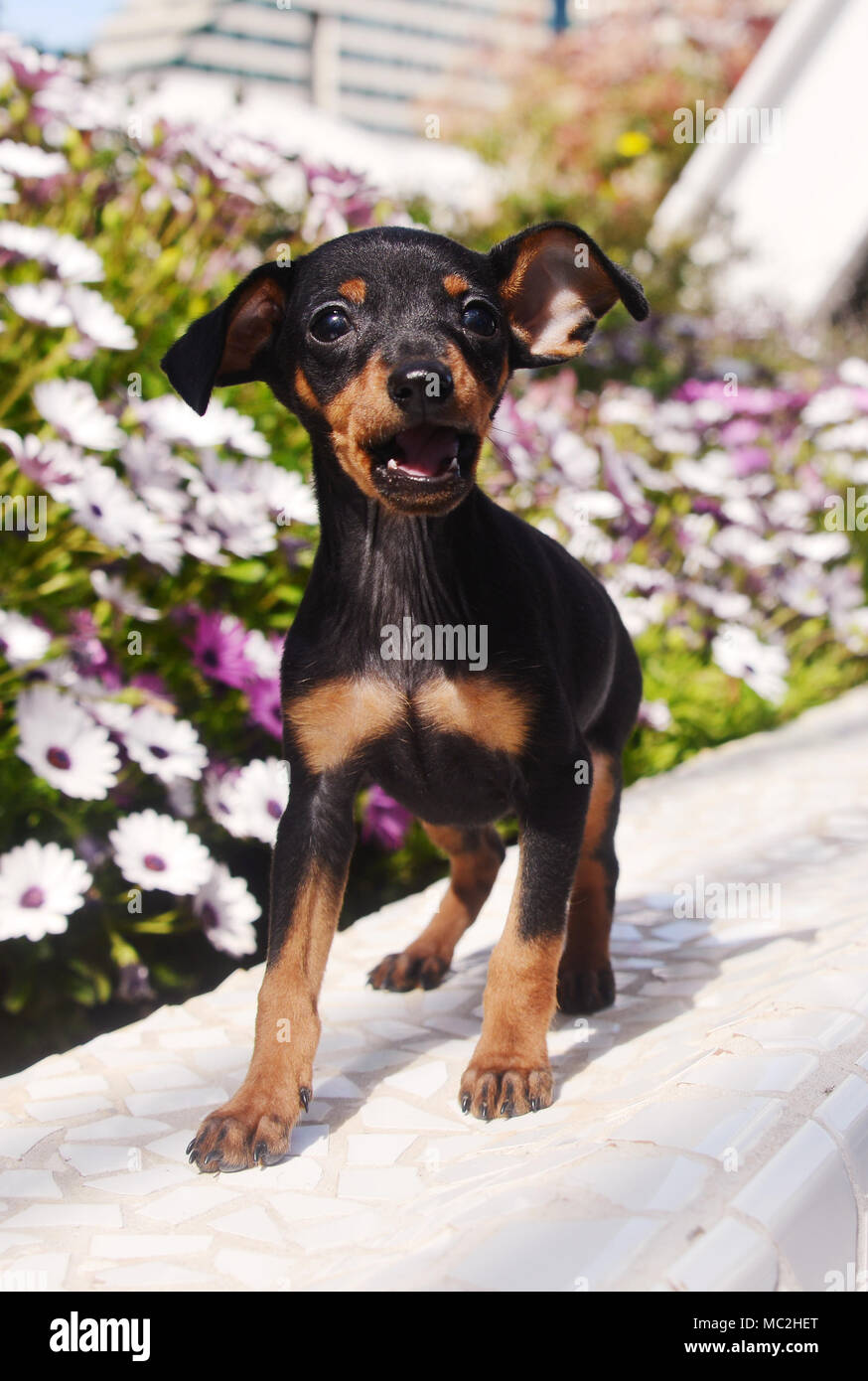 Prague Ratter Puppy Stock Photo - Alamy