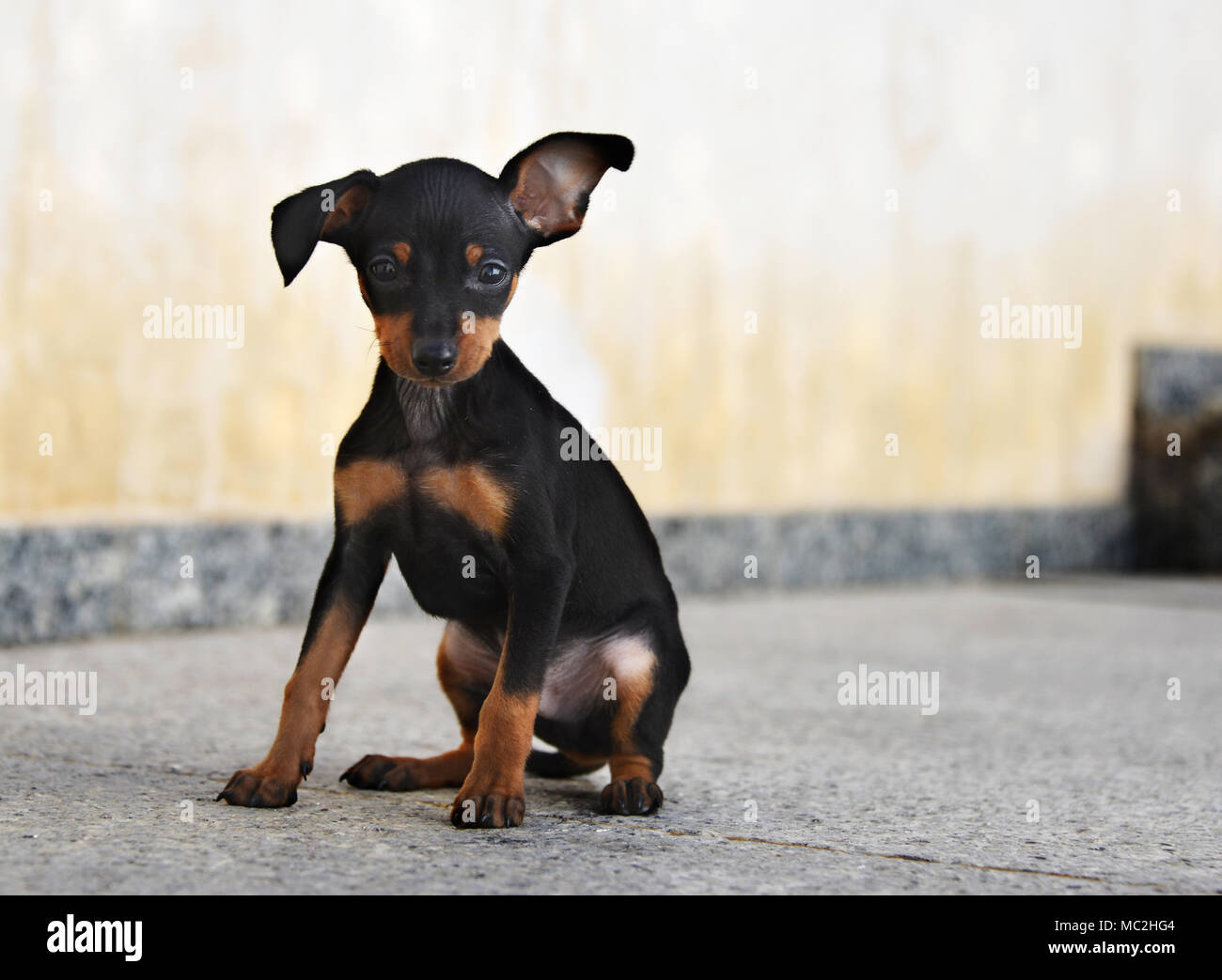 Prague Ratter Puppy Stock Photo - Alamy