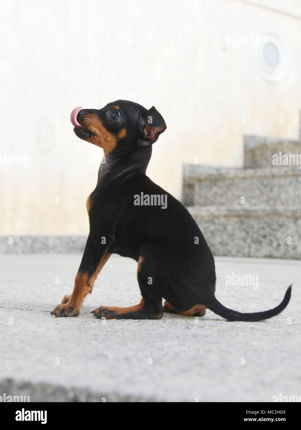 Prague Ratter Puppy Stock Photo - Alamy