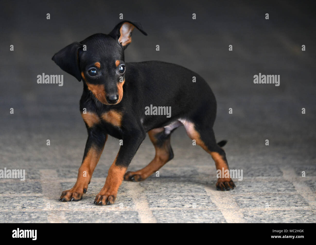 Prague Ratter Puppy Stock Photo - Alamy