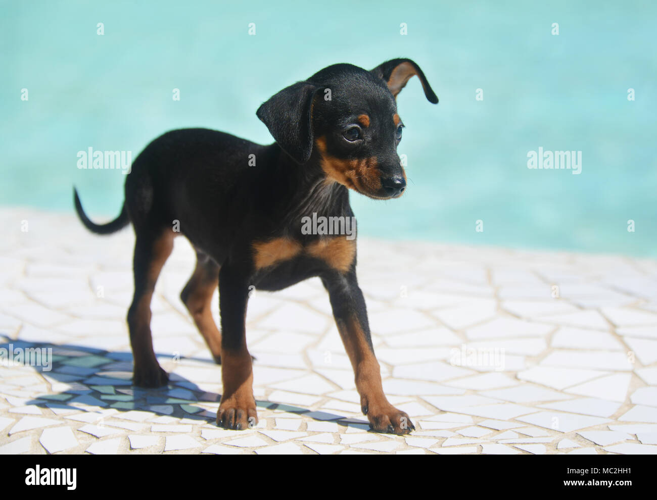 Prague Ratter Puppy Stock Photo - Alamy