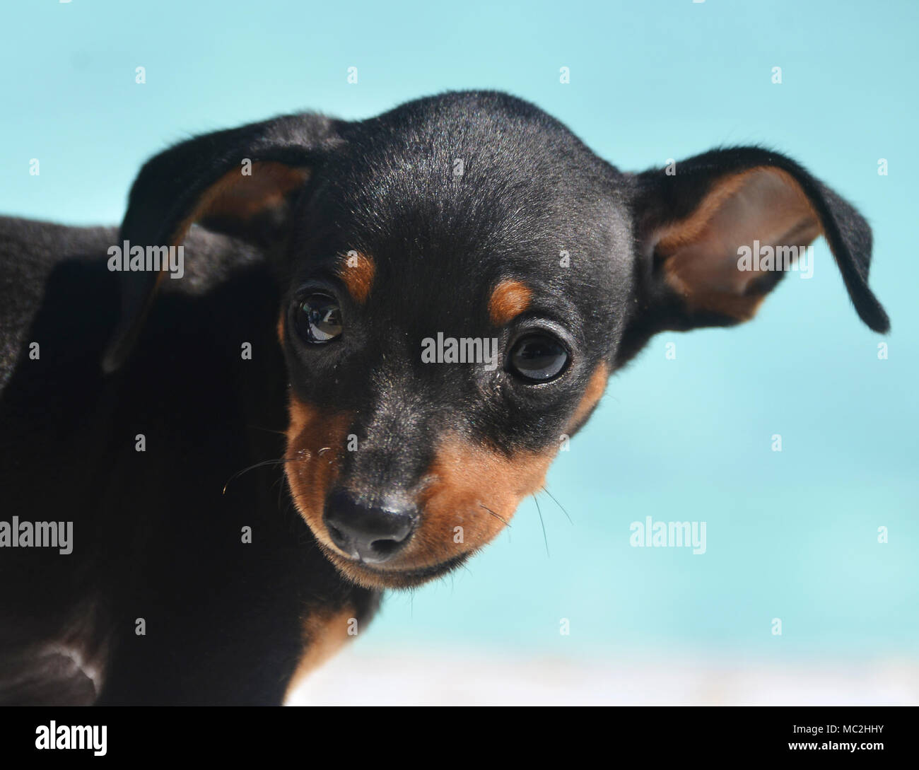 Prague Ratter Puppy Stock Photo - Alamy