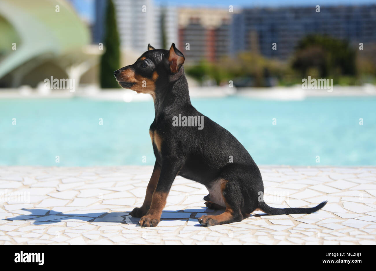 Prague Ratter Puppy Stock Photo - Alamy