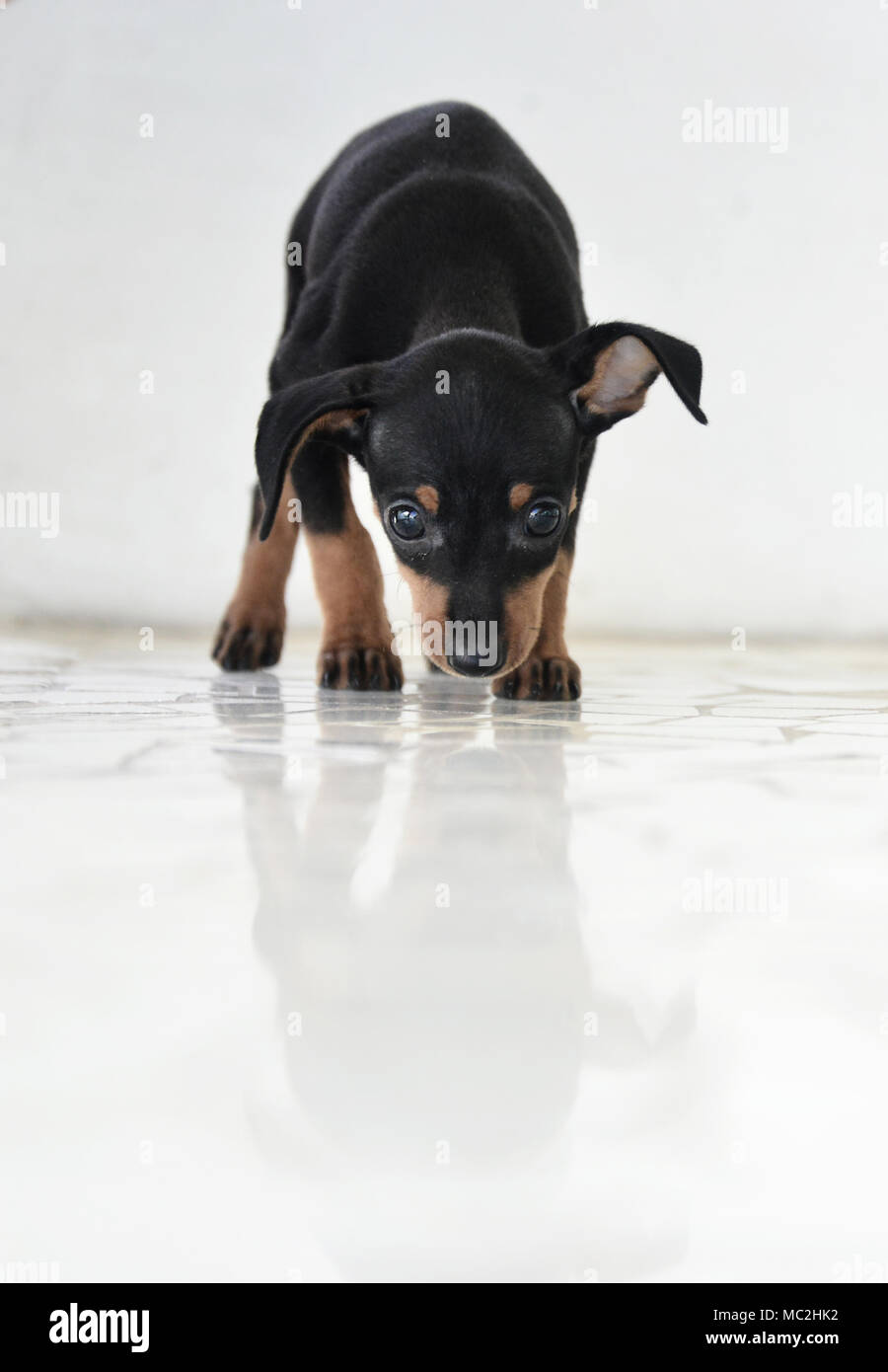 Prague Ratter Puppy Stock Photo - Alamy