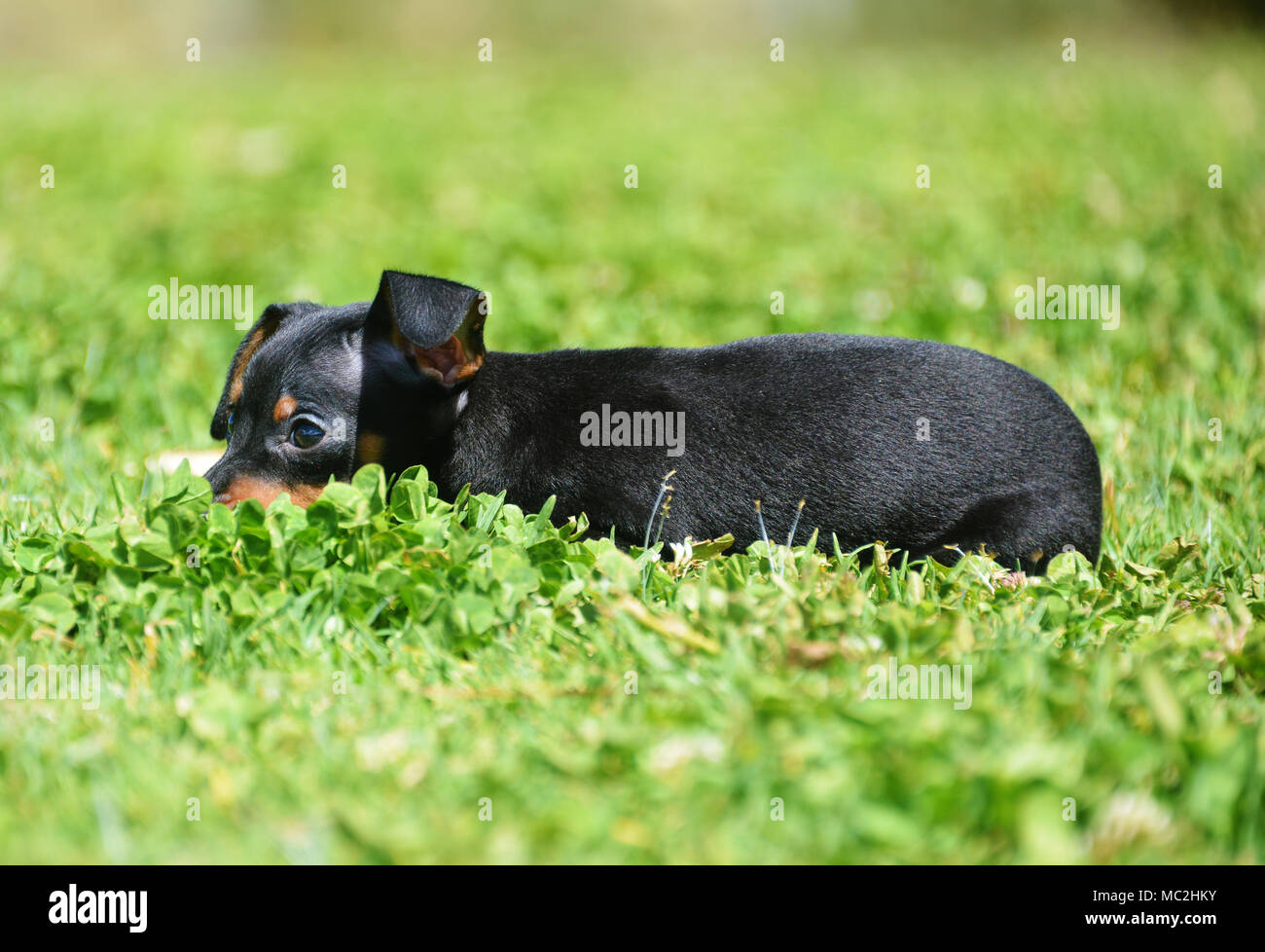 Prague Ratter Puppy Stock Photo - Alamy
