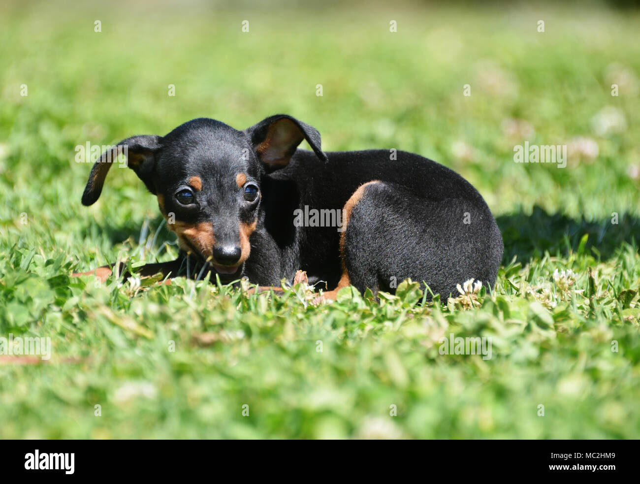 Prague Ratter Puppy Stock Photo - Alamy