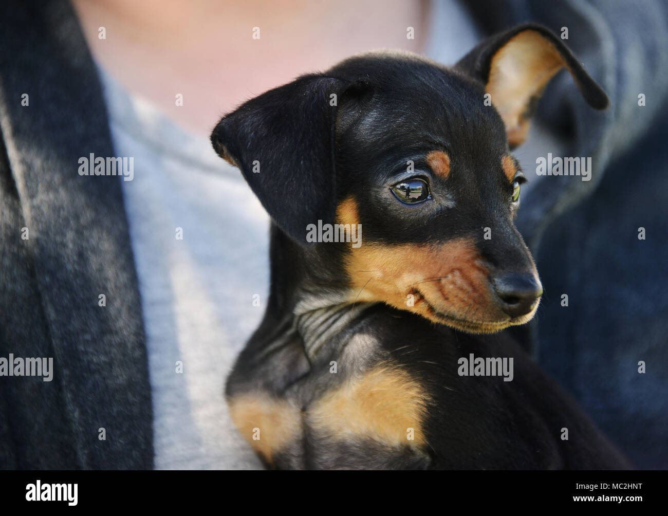 Prague Ratter Puppy Stock Photo - Alamy