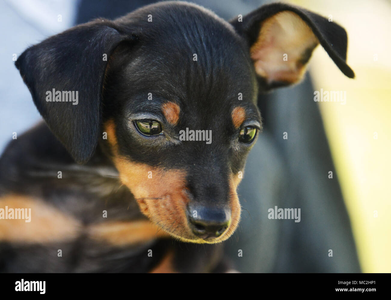 Prague Ratter Puppy Stock Photo - Alamy