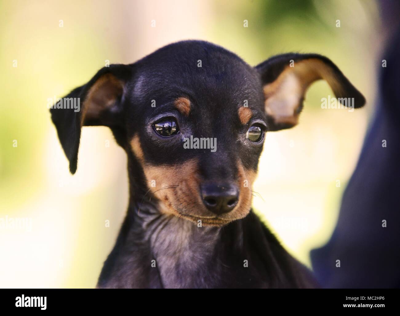 Prague Ratter Puppy Stock Photo - Alamy