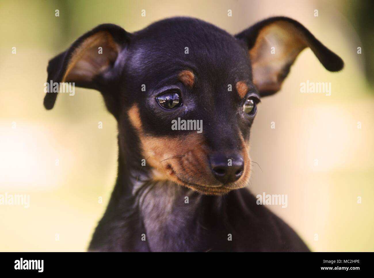 Prague Ratter Puppy Stock Photo - Alamy
