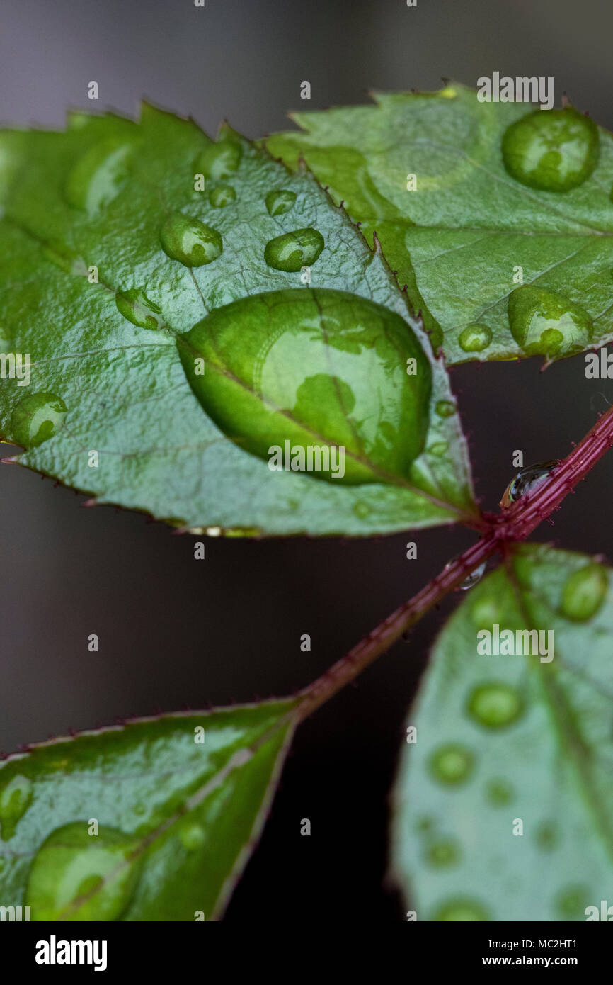 Water droplets on new leaves in Spring Stock Photo - Alamy