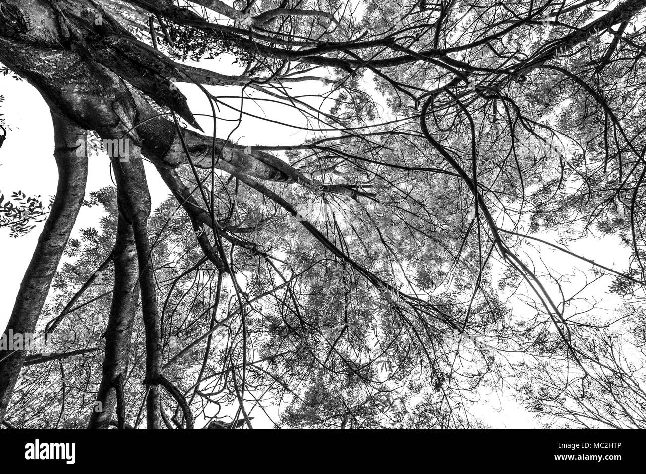 Branches of trees and leaves in abstract Stock Photo - Alamy