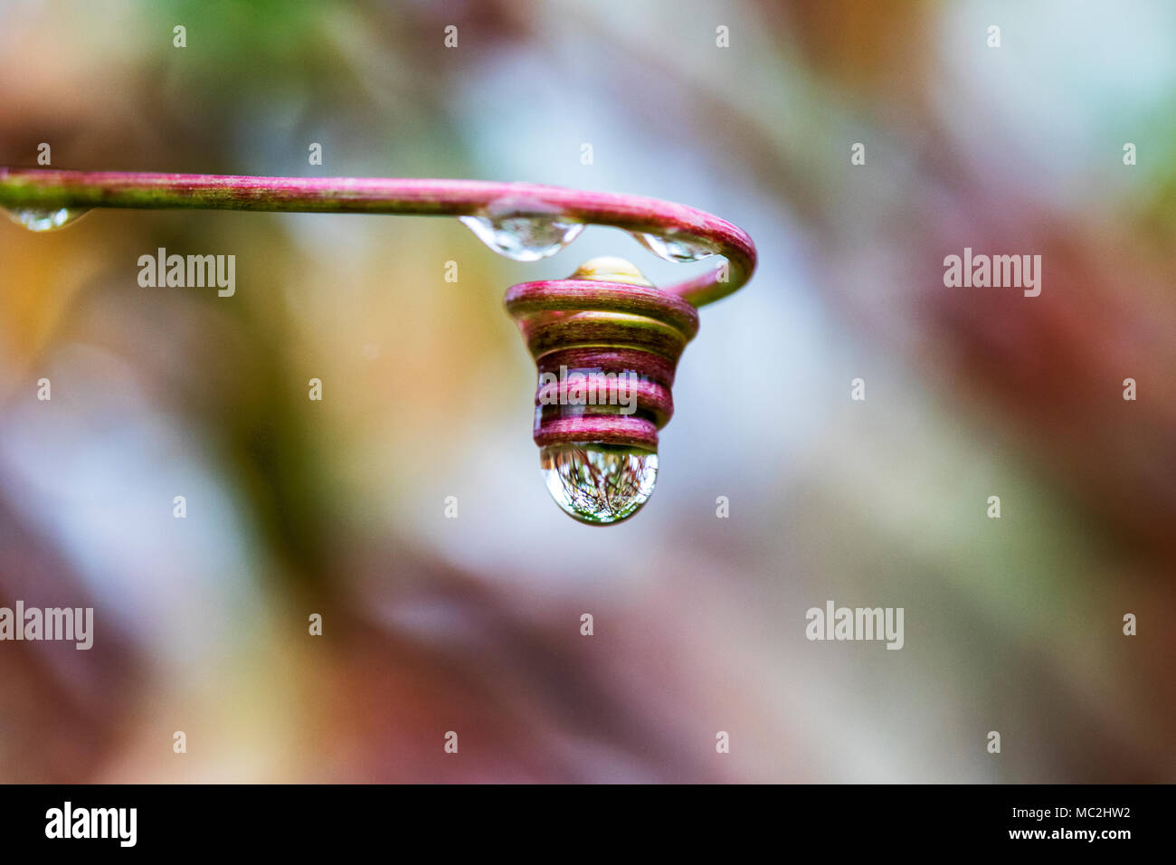 Water droplets captured by a coiled purple vine tendril wound tightly ...