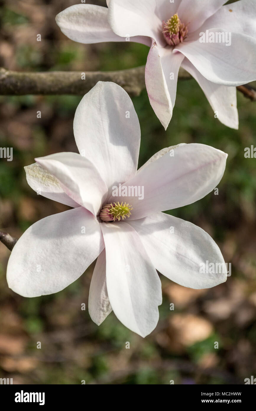 Dwarf magnolia hi-res stock photography and images - Alamy