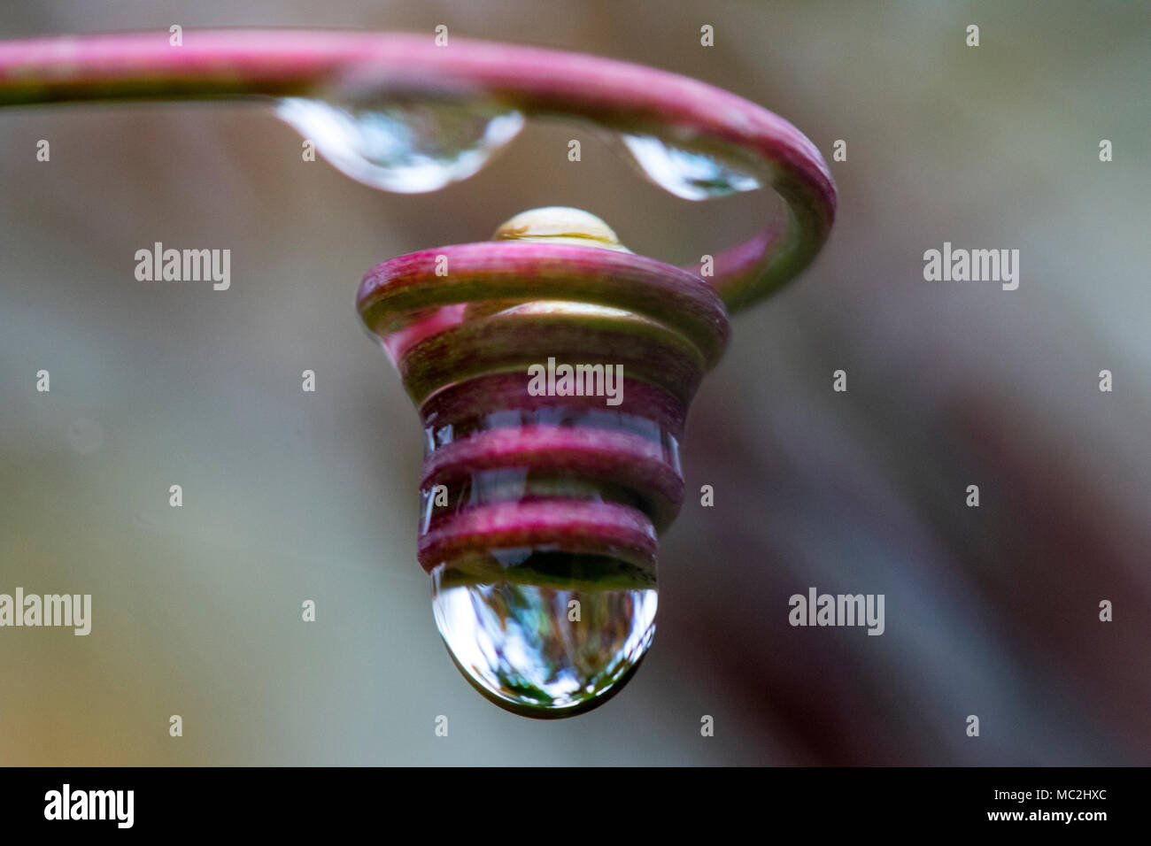 Water droplets captured by a coiled purple vine tendril wound tightly ...