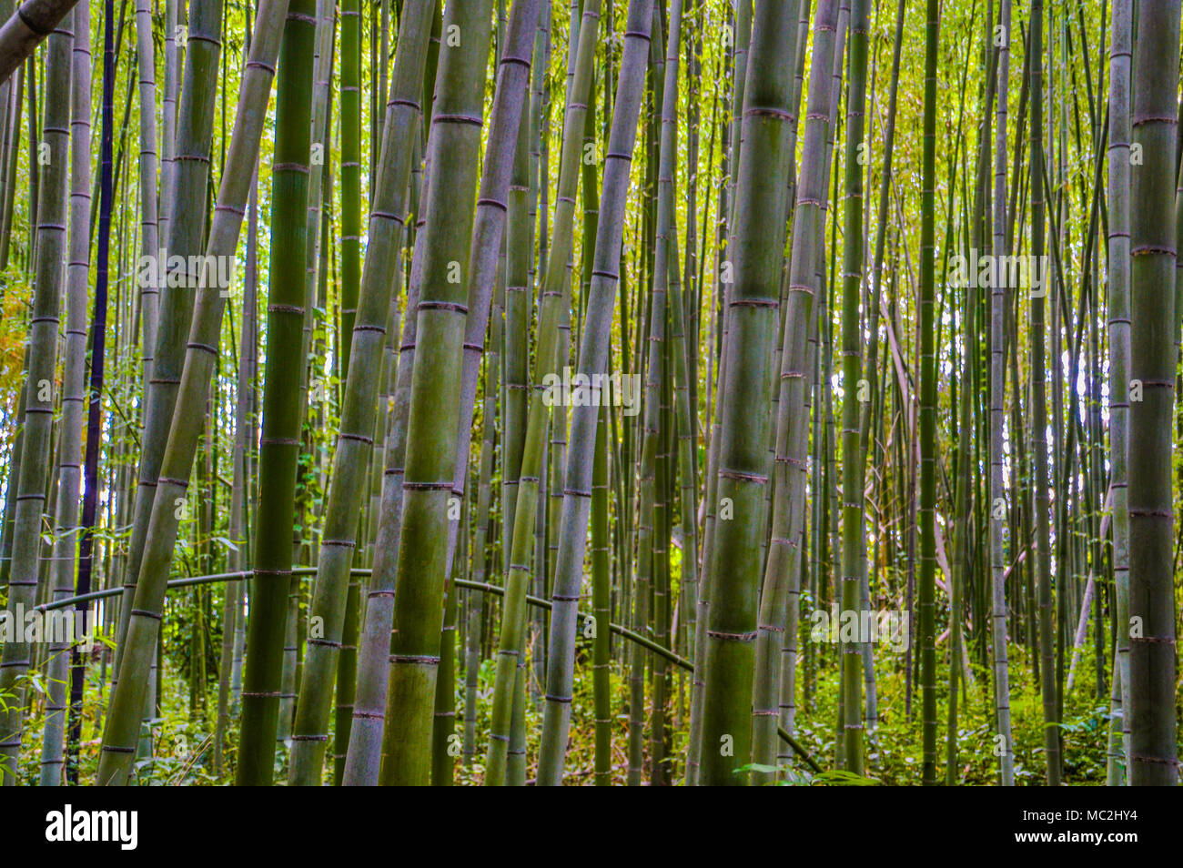 Japanese Bamboo Trees Stock Photo - Alamy