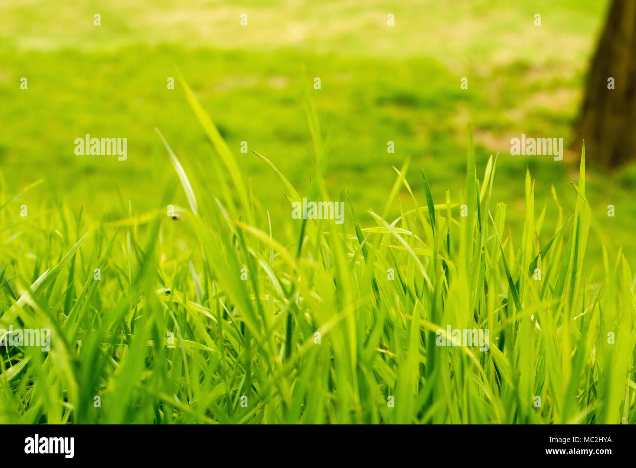 Green Spring Summer Grass Stock Photo - Alamy