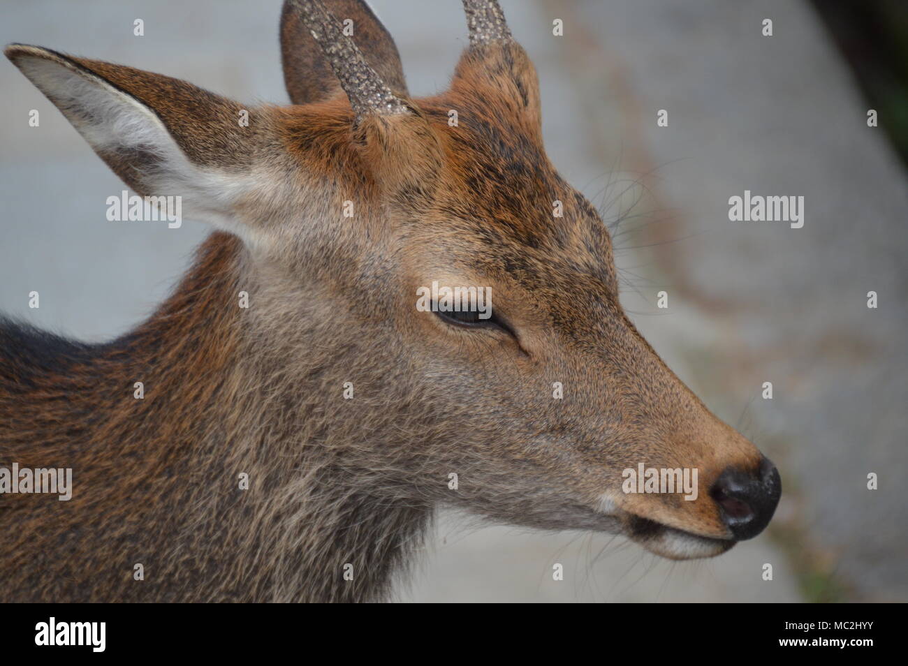 Japanese Deer At Nara Japan Stock Photo - Alamy