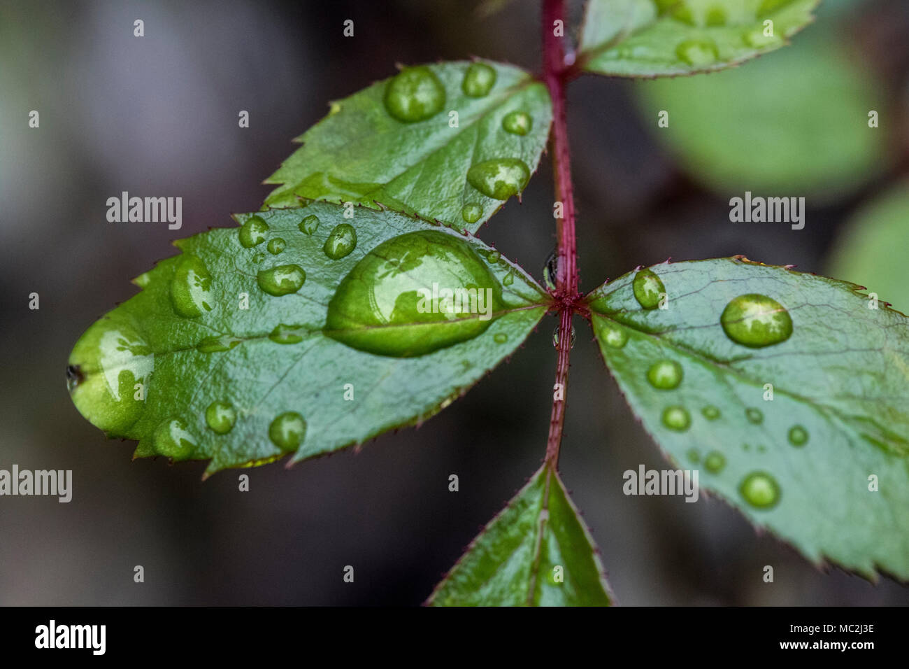 Water droplets on new leaves in Spring Stock Photo - Alamy