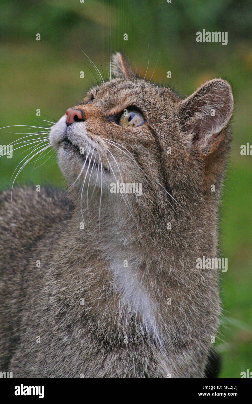 The Scottish Wildcat is rare and endangered Stock Photo - Alamy