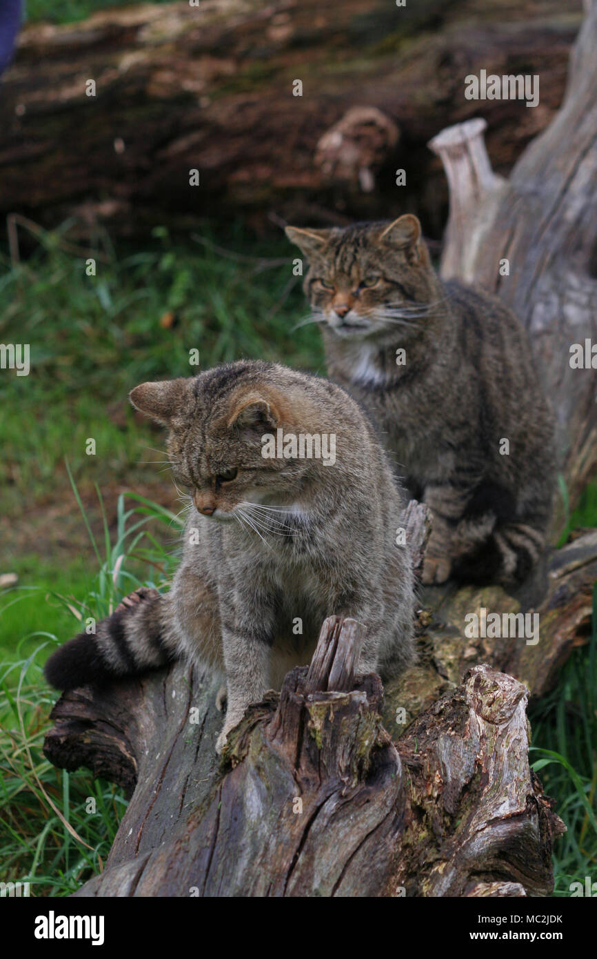 The Scottish Wildcat is rare and endangered Stock Photo - Alamy