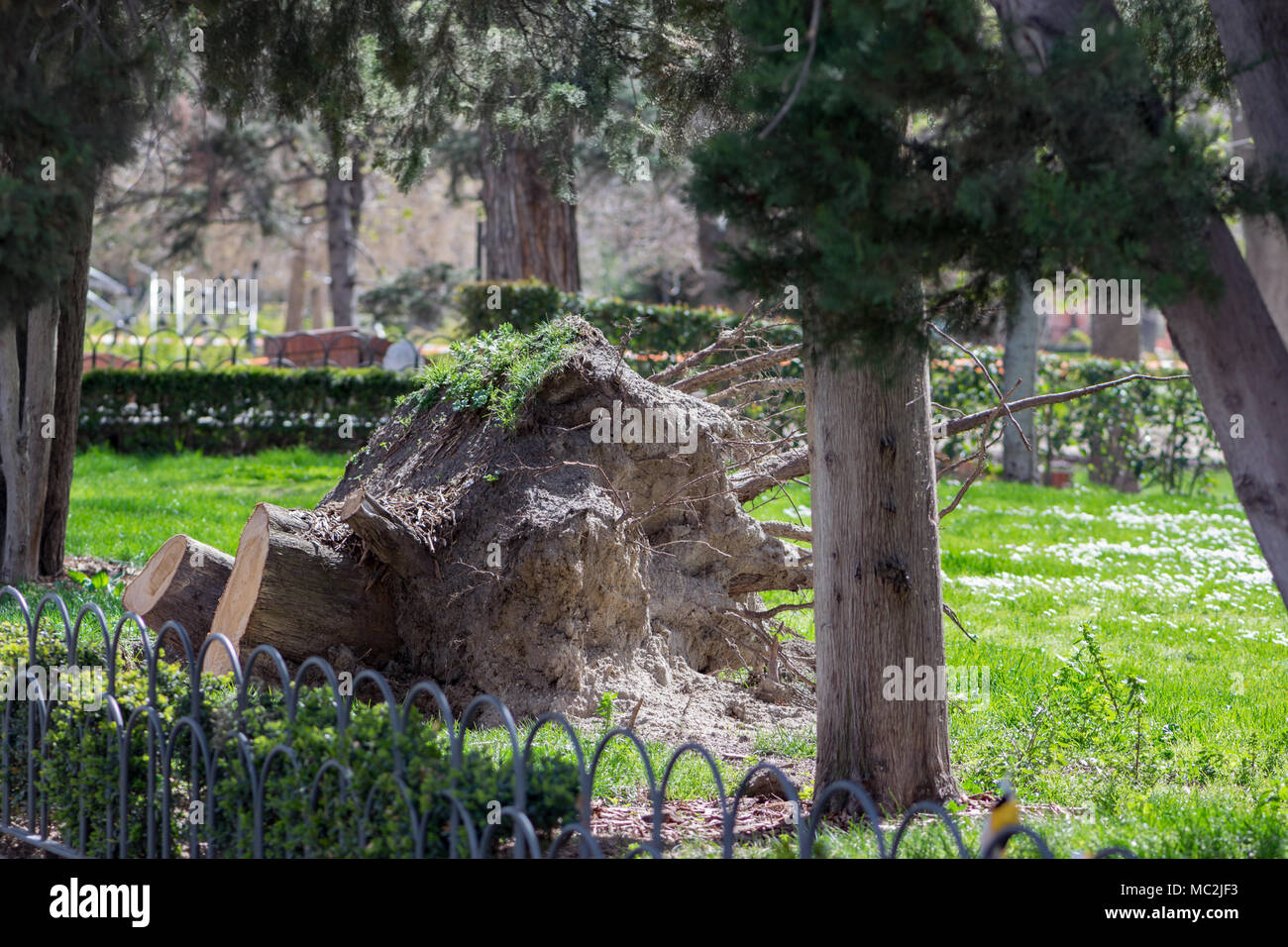 Uprooting of tree hi-res stock photography and images - Alamy