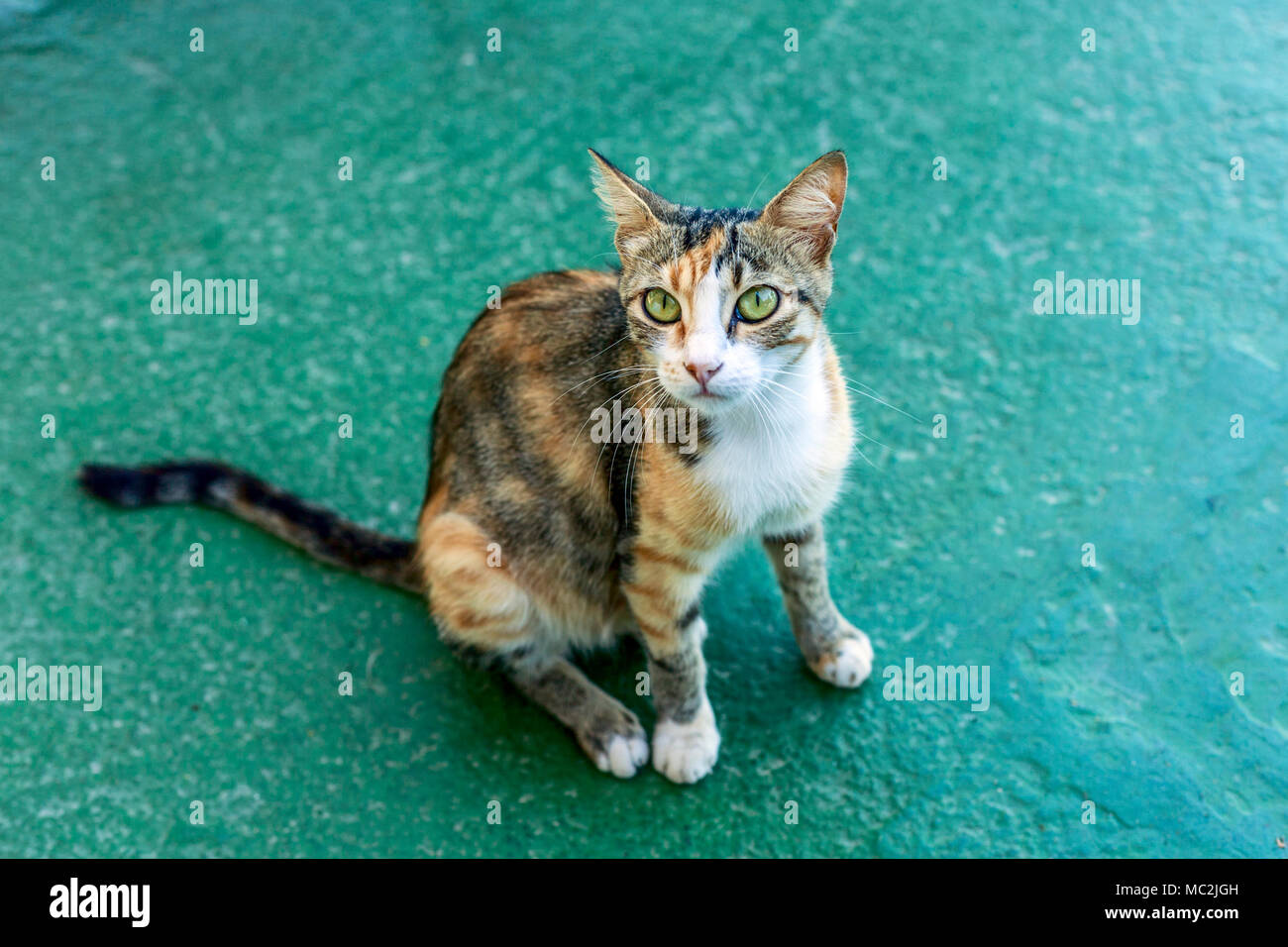 Mottled cat fur hi-res stock photography and images - Alamy