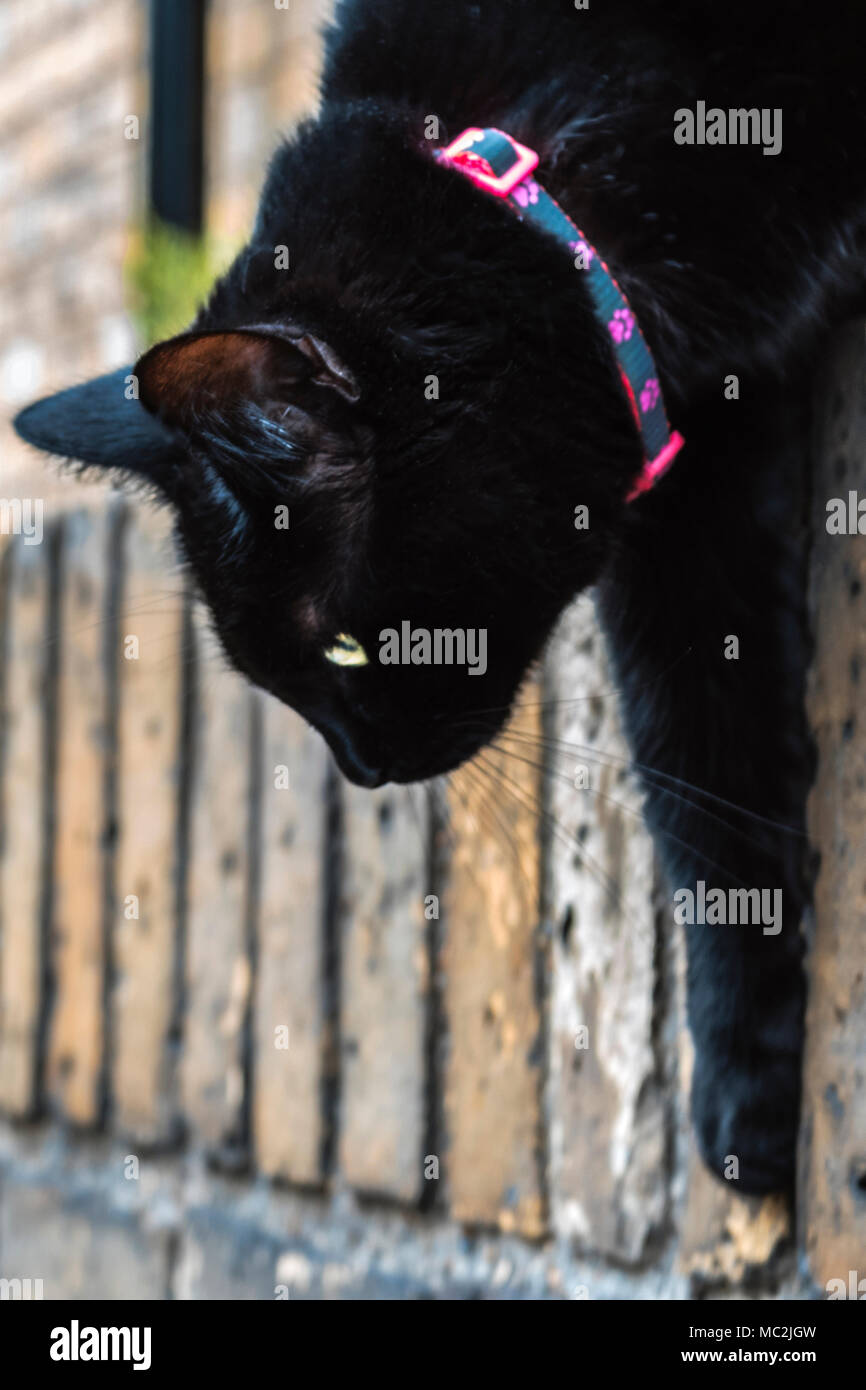 Clever Cat Stock Photos & Clever Cat Stock Images - Alamy