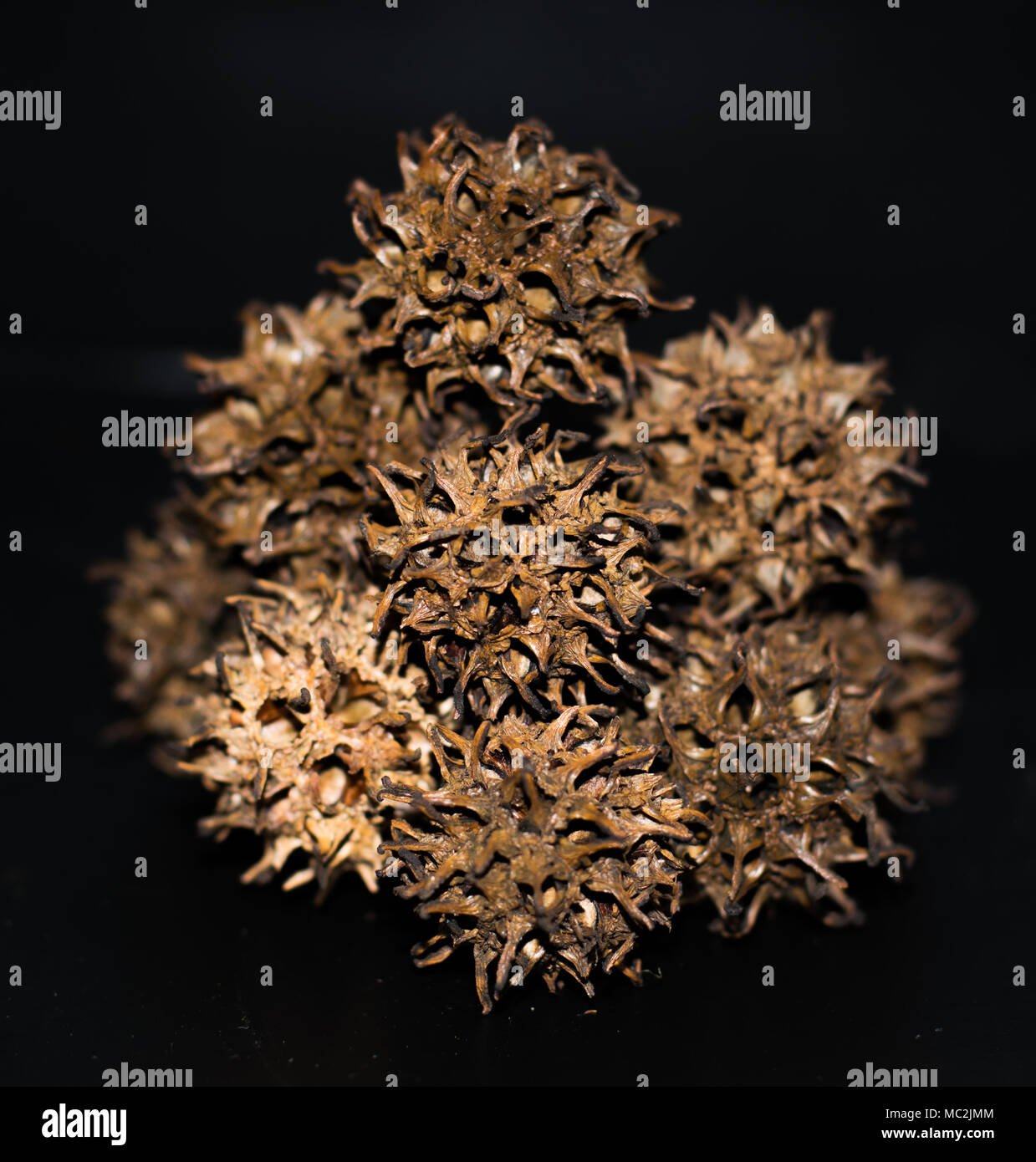 Spiky seed pod hi-res stock photography and images - Alamy