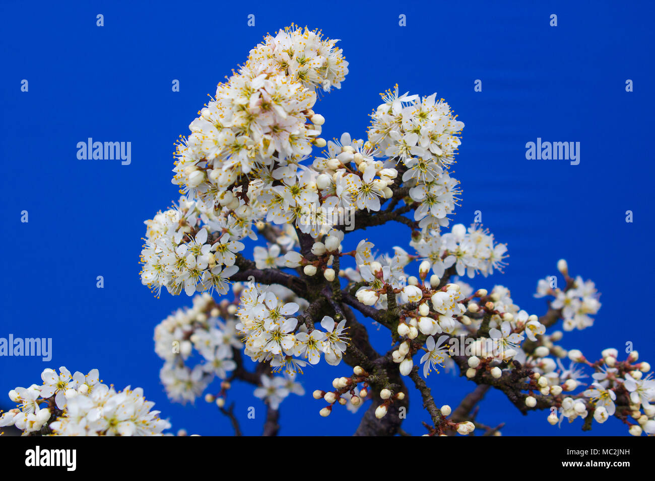 Prunus species hi-res stock photography and images - Alamy