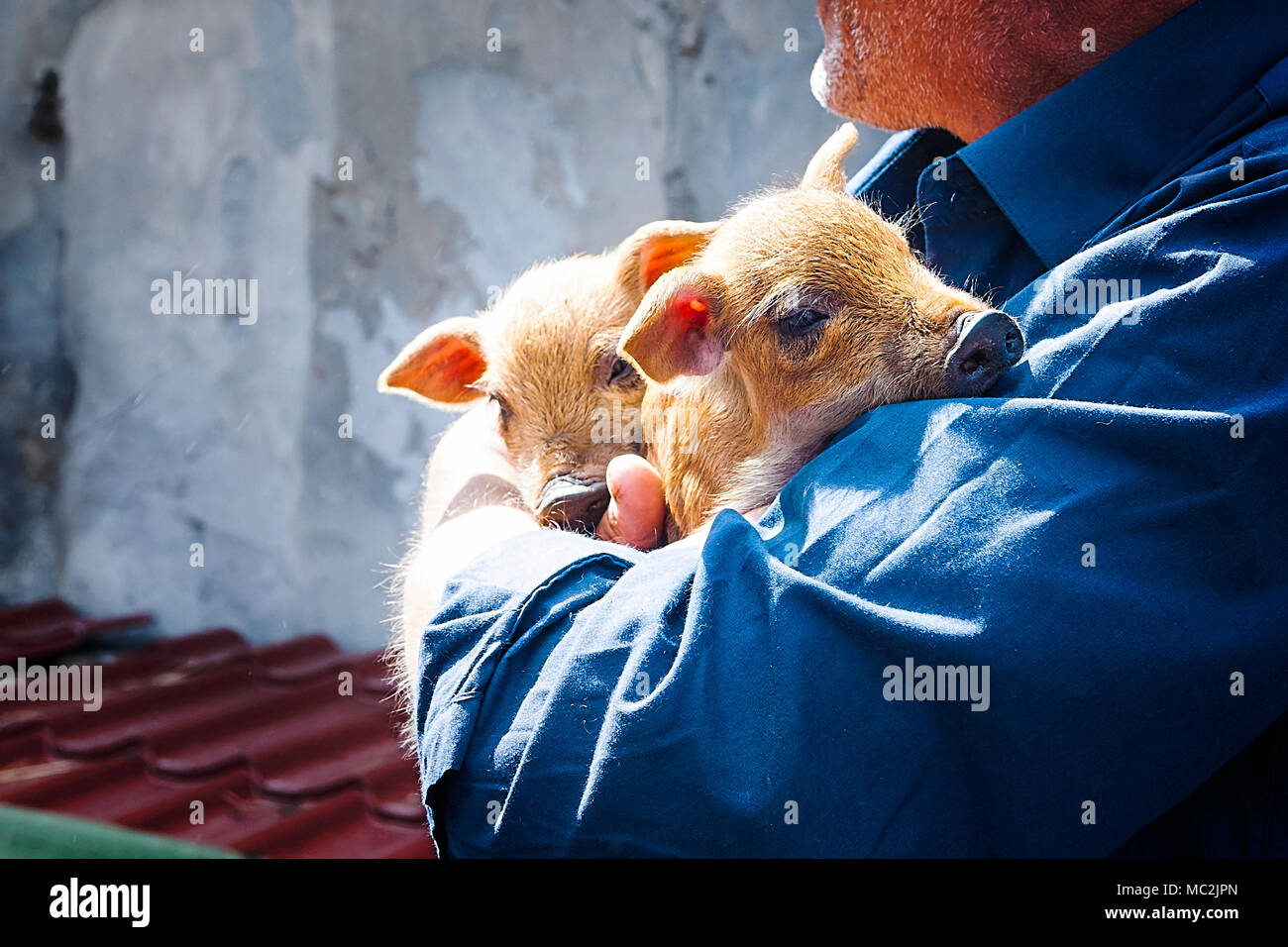 Man breeding pigs hi-res stock photography and images - Alamy