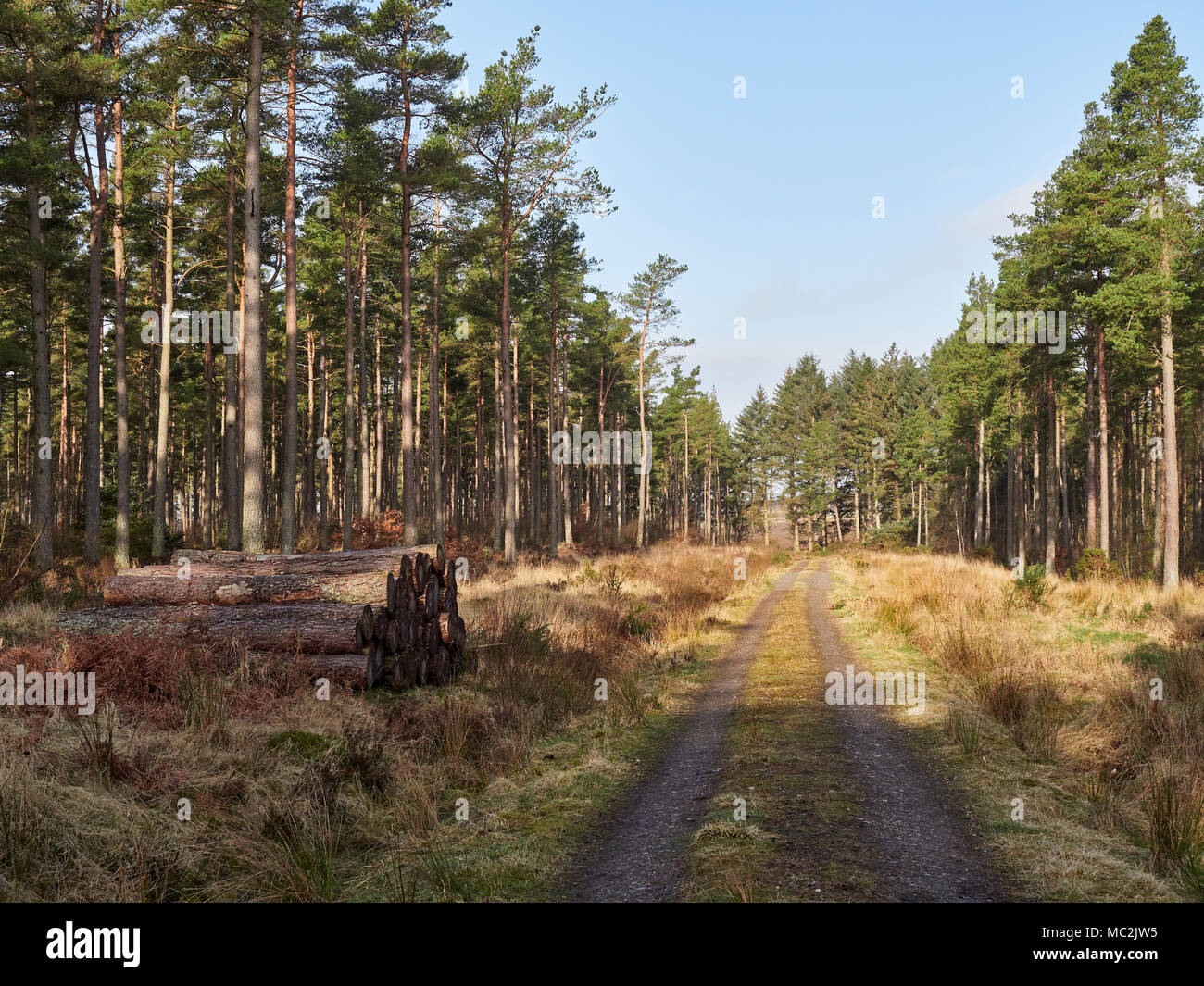 A Scottish Logging Track with stacked Logs to one side cuts straight ...
