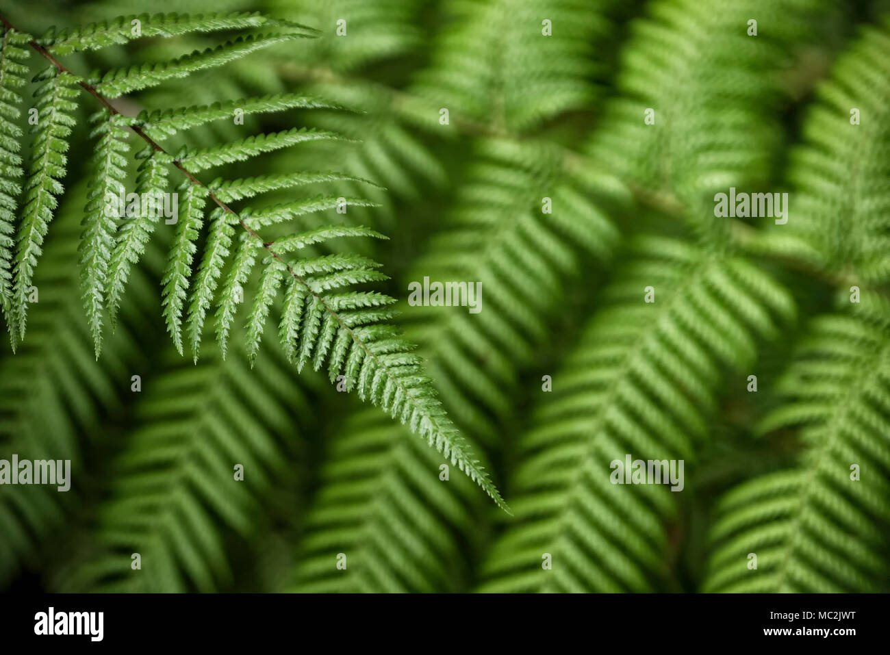 Garden fern leaves hi-res stock photography and images - Alamy