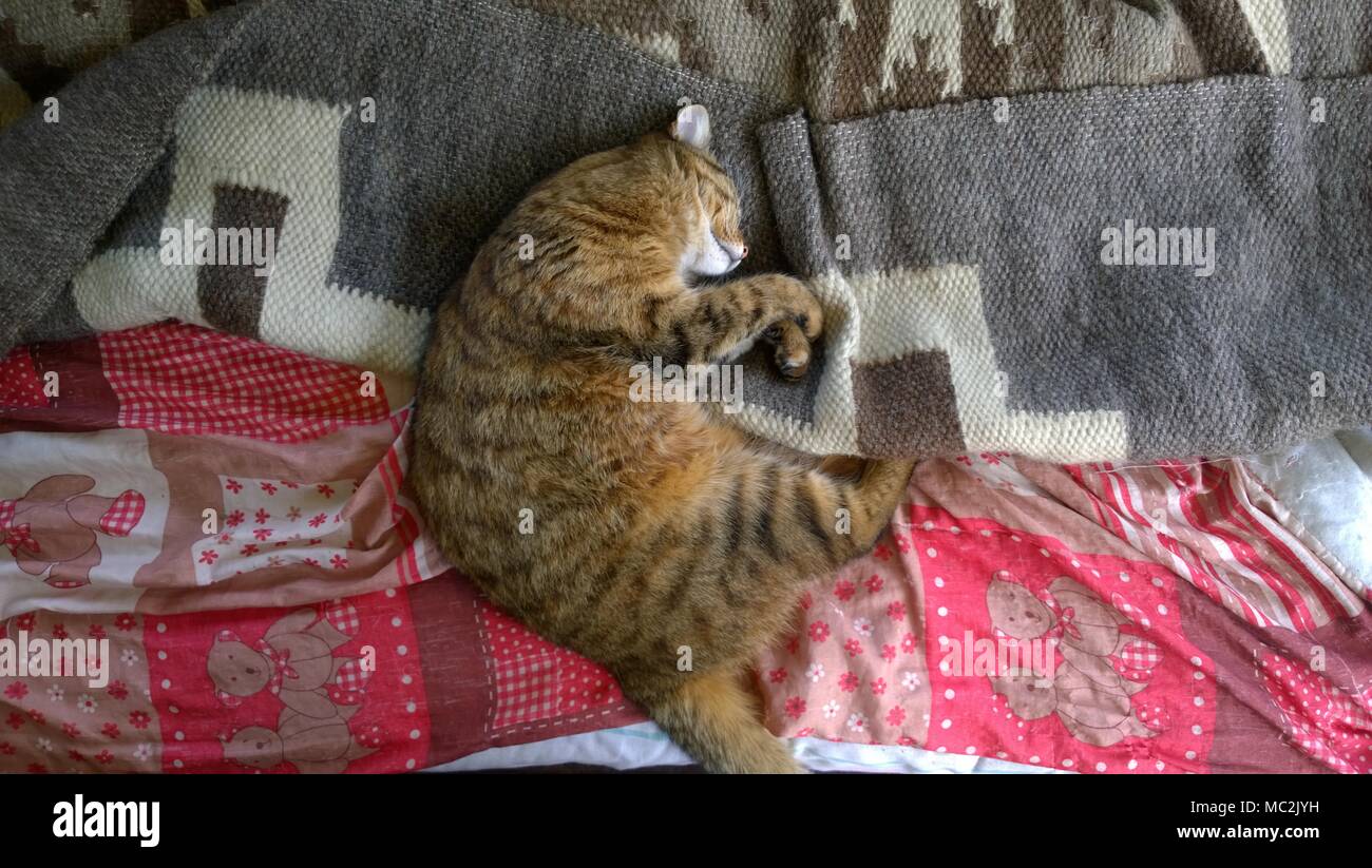 A cute cat sleep on cozy bed Stock Photo - Alamy
