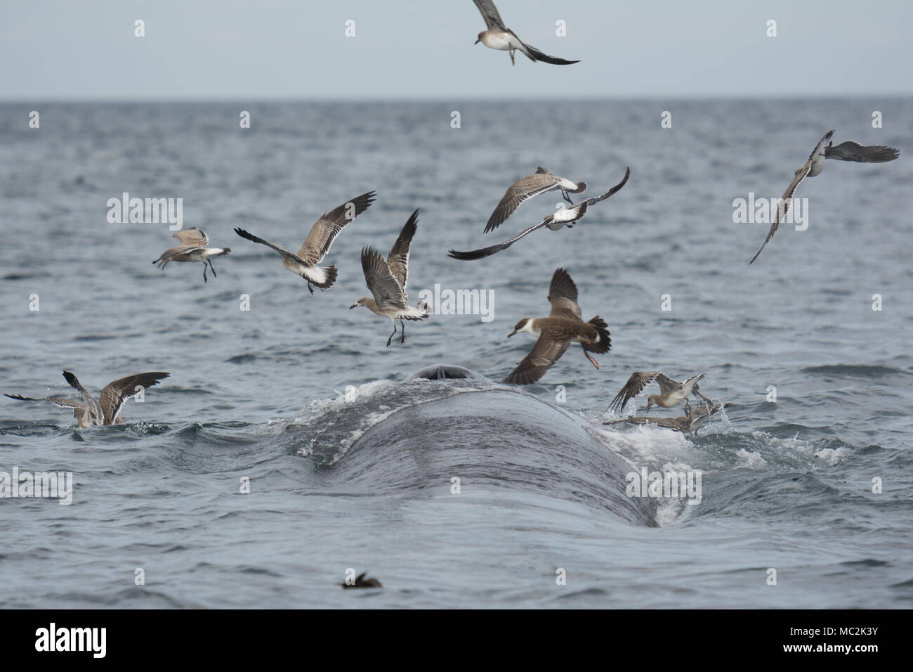 Whale birds hi-res stock photography and images - Alamy