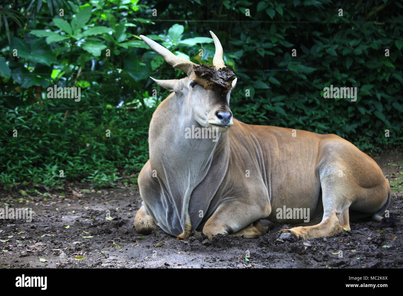 Bubalus sp hi-res stock photography and images - Alamy