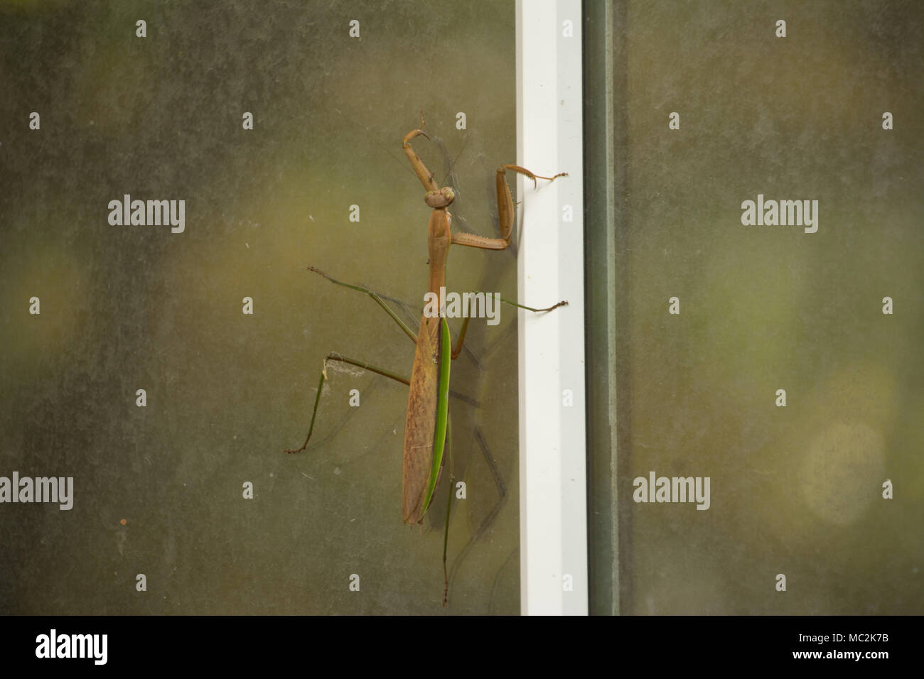 Praying Mantis on window frame Stock Photo - Alamy