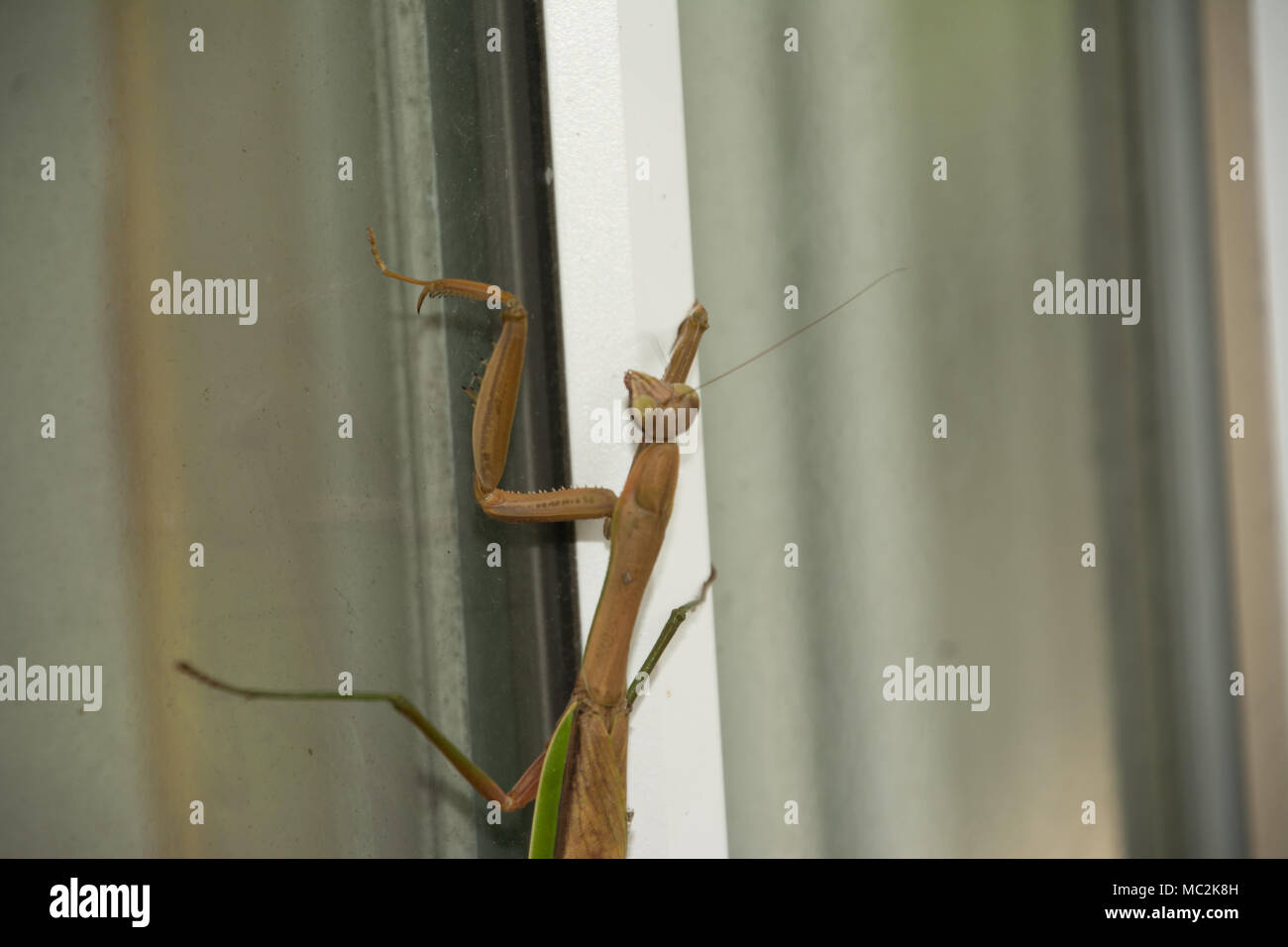 Praying Mantis on window frame Stock Photo - Alamy