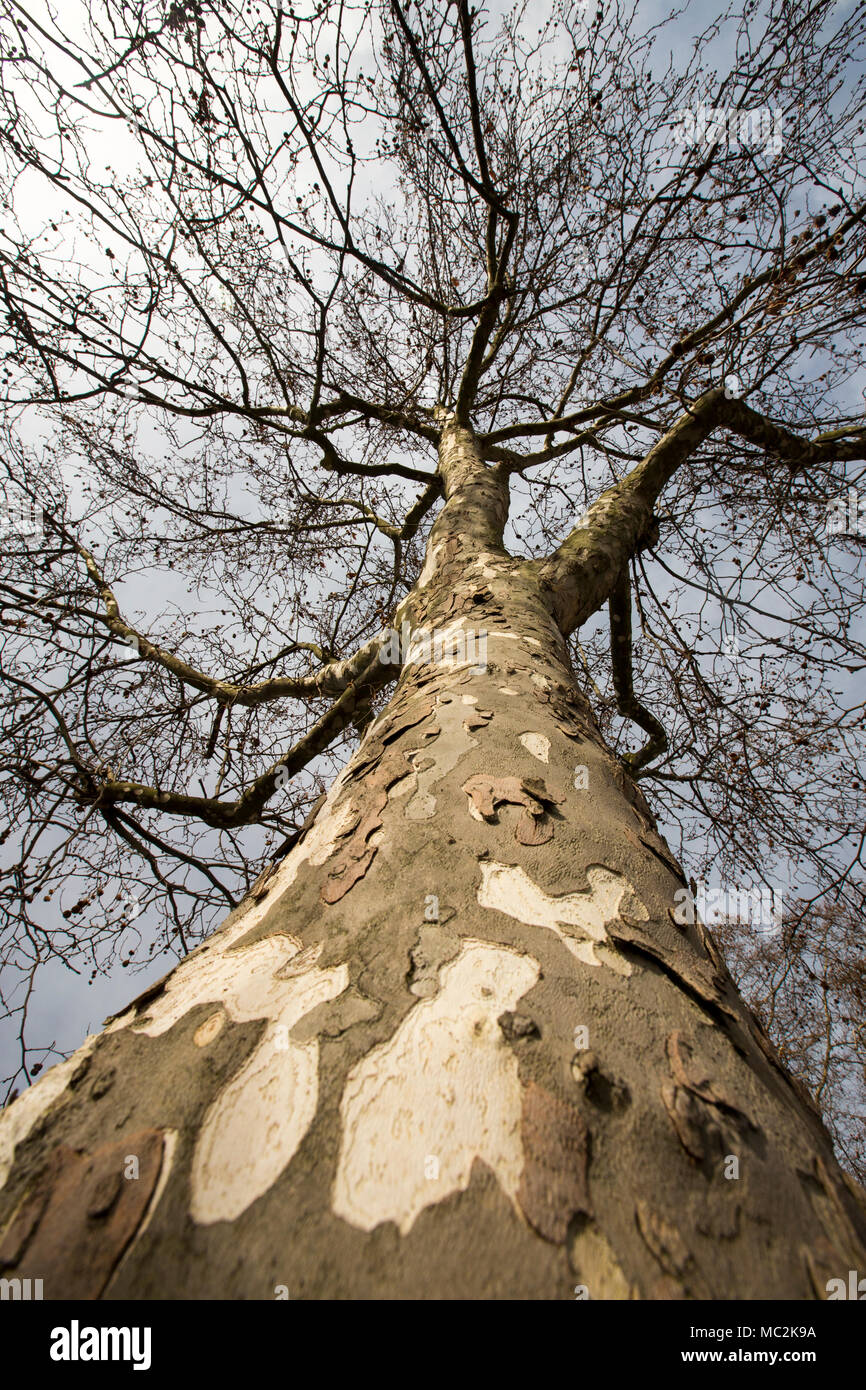 A London Plane tree in the Thames embankment in London, UK Stock Photo ...