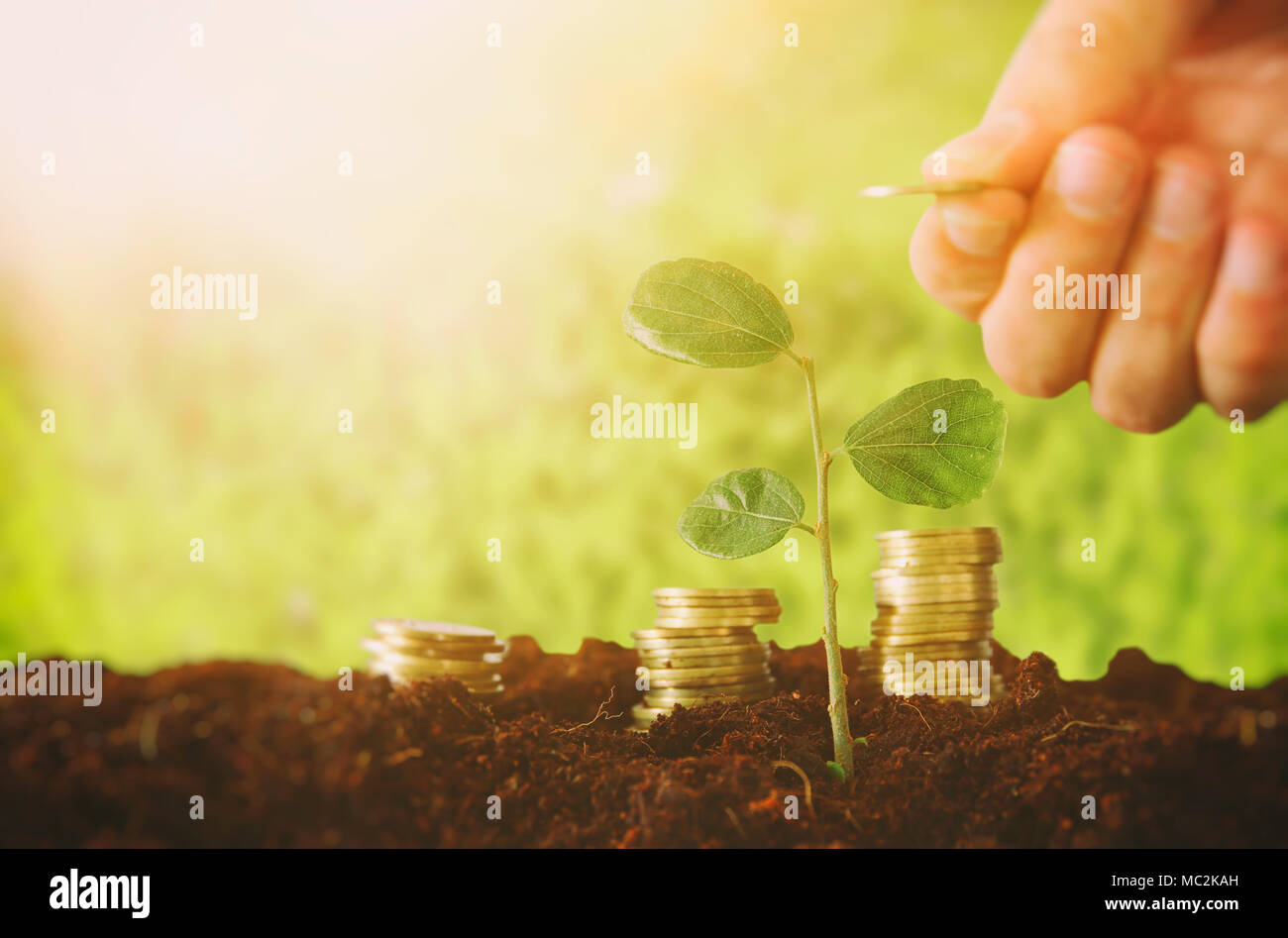 Money next to green plant over fresh soil Stock Photo - Alamy