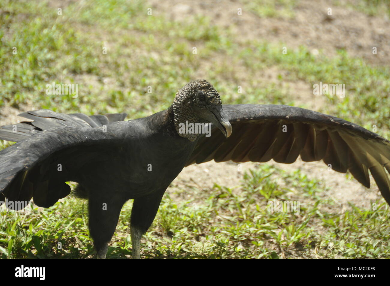 Turkey vulture wingspan hi-res stock photography and images - Alamy