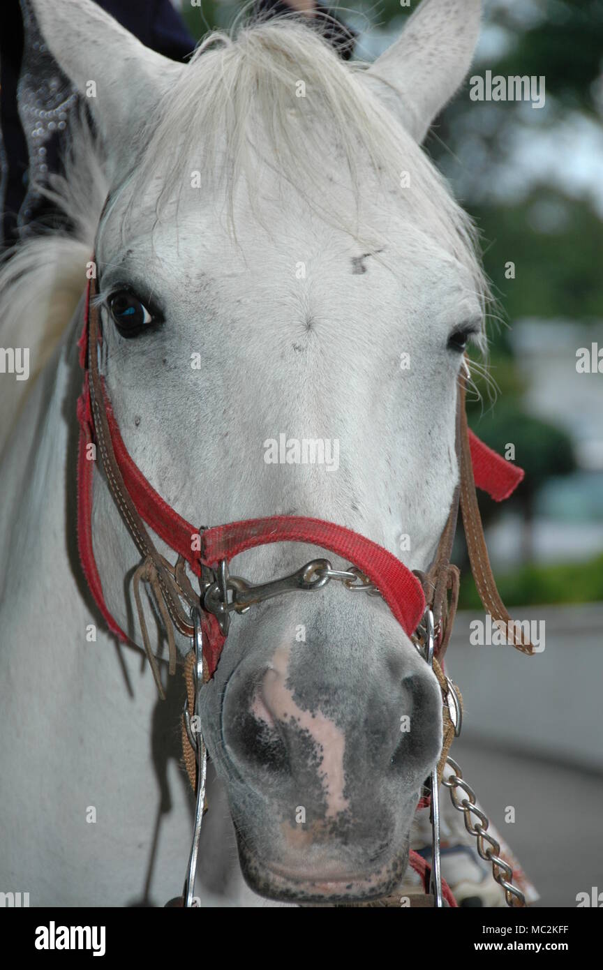 Horse with red bridle Stock Photo - Alamy