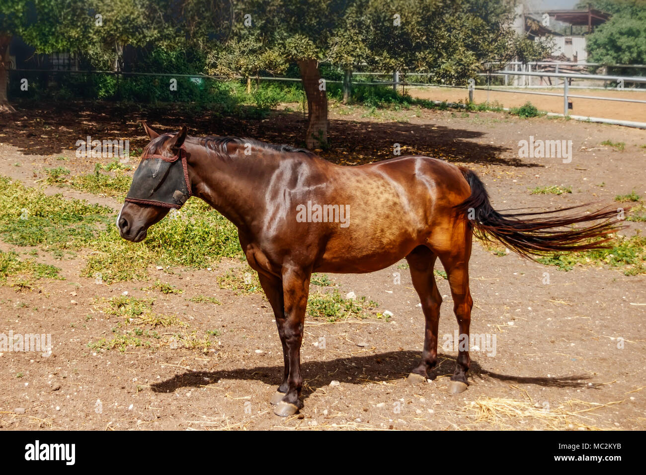 Paddock pen hi-res stock photography and images - Alamy